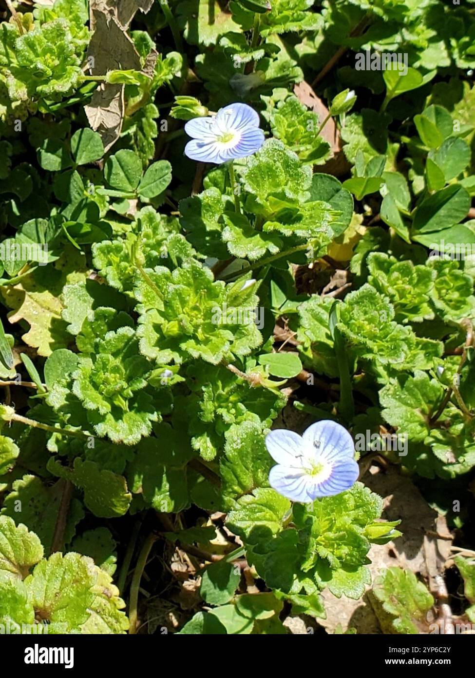 bird's-eye speedwell (Veronica persica Stock Photo - Alamy