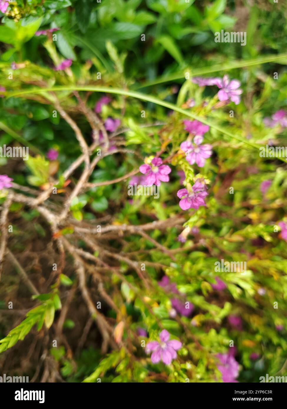 False heather (Cuphea hyssopifolia Stock Photo - Alamy
