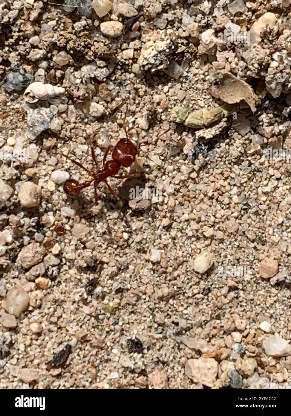 California Harvester Ant (Pogonomyrmex californicus Stock Photo - Alamy
