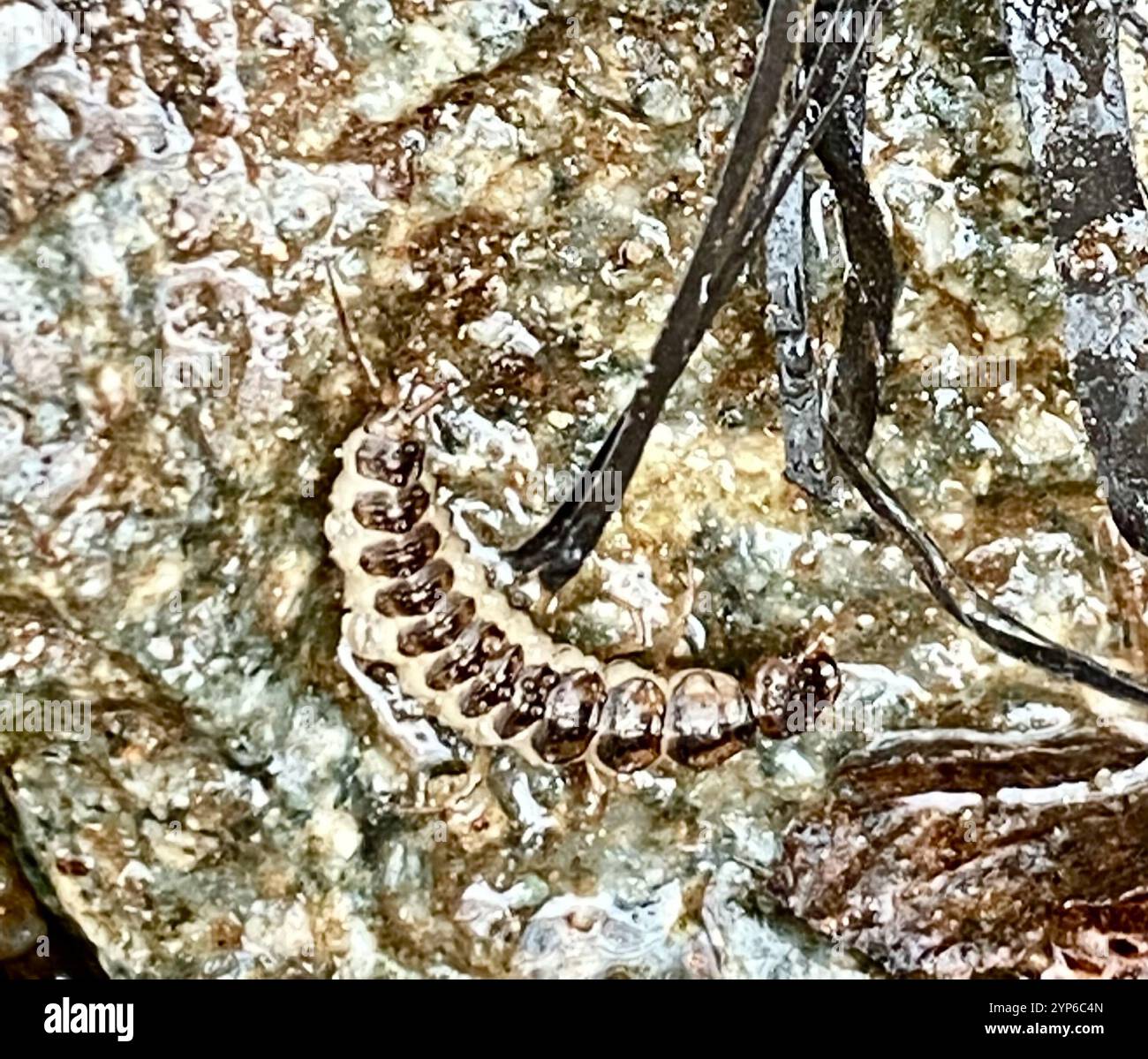 European Gazelle Beetle (Nebria brevicollis Stock Photo - Alamy