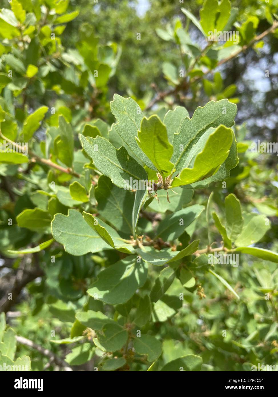 blue oak (Quercus douglasii Stock Photo - Alamy
