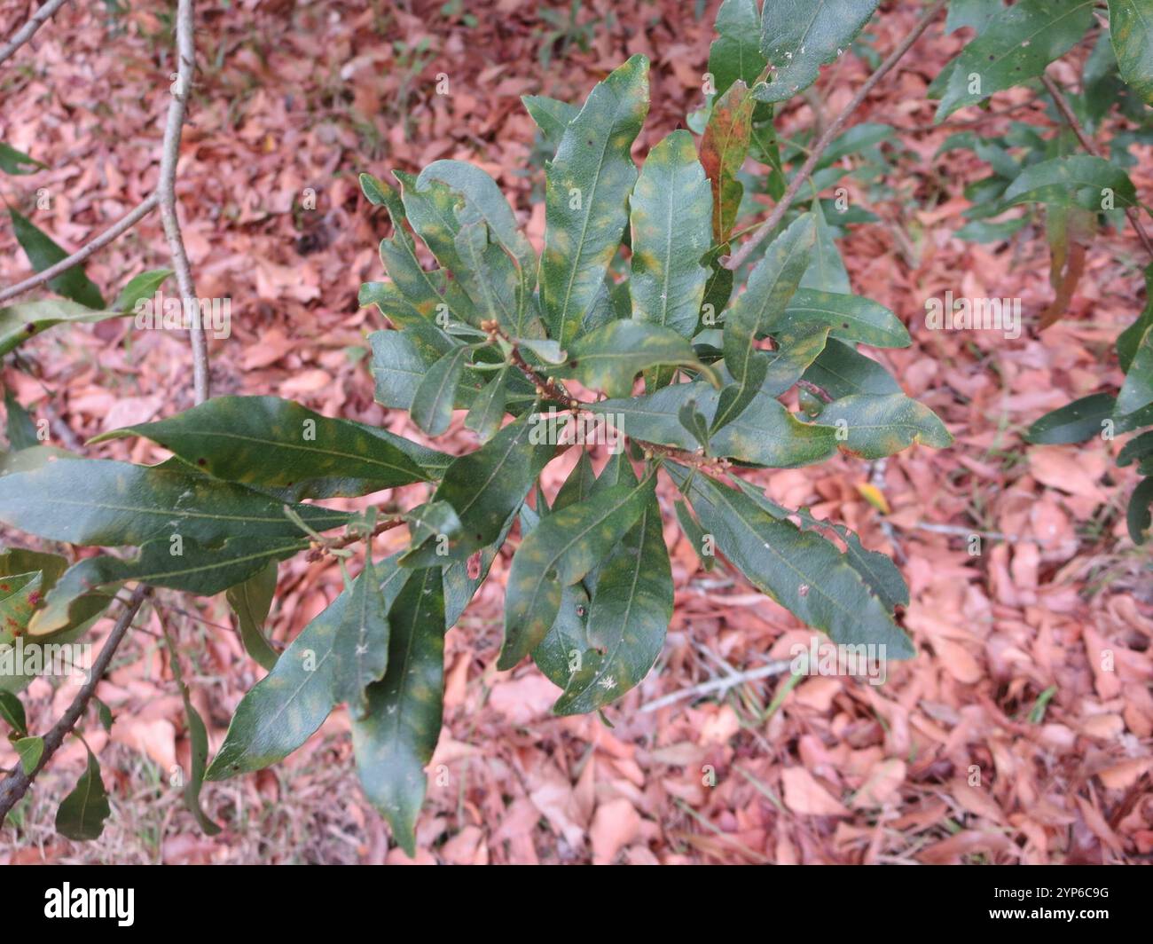wax myrtle (Morella cerifera Stock Photo - Alamy