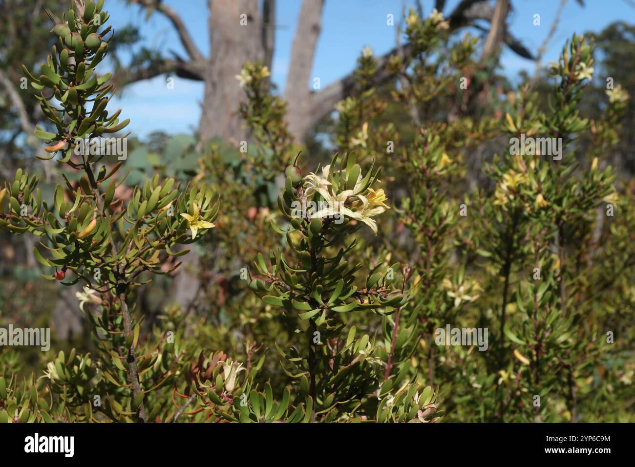 (Persoonia muelleri muelleri Stock Photo - Alamy