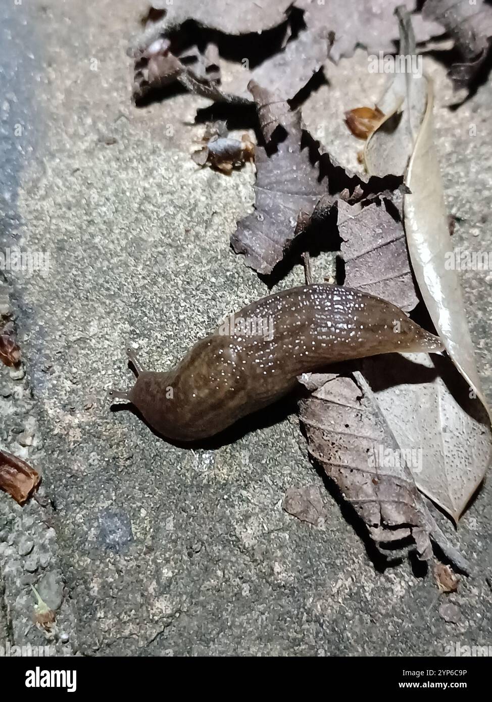 Milky Slug (Deroceras reticulatum Stock Photo - Alamy