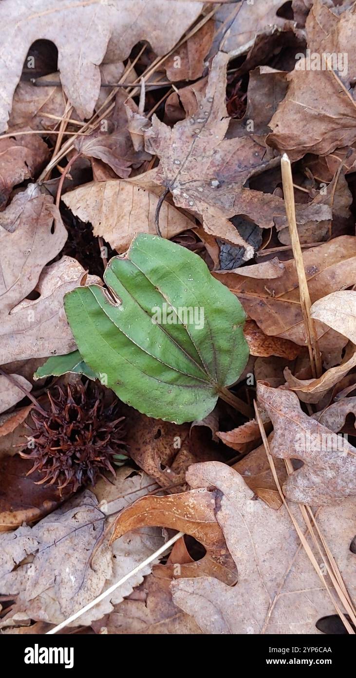 crane-fly orchid (Tipularia discolor Stock Photo - Alamy