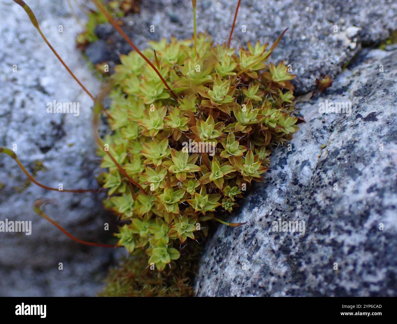 Star Moss (Syntrichia ruralis Stock Photo - Alamy