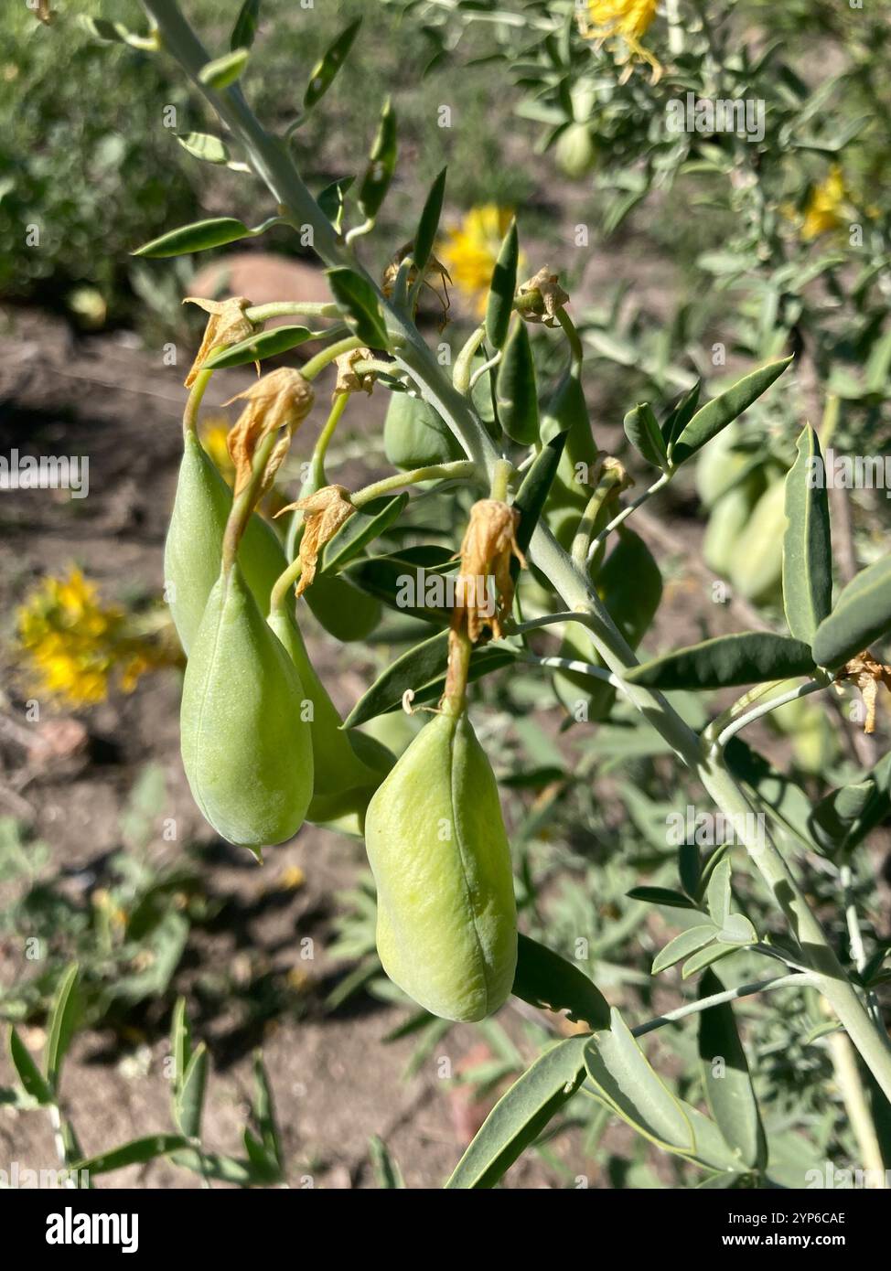 Bladderpod (Cleomella arborea Stock Photo - Alamy