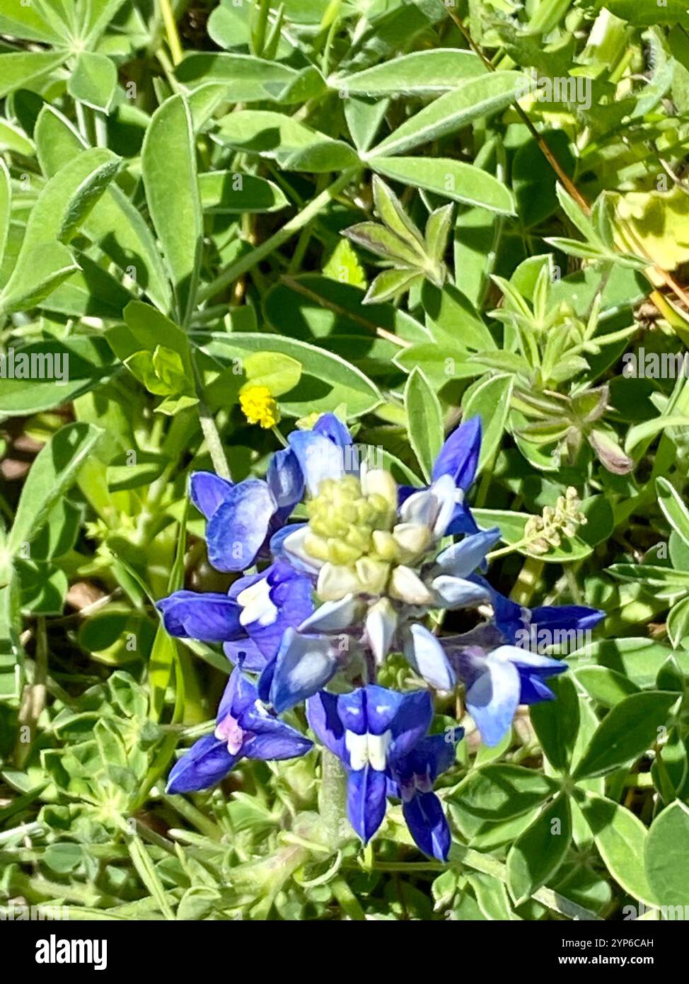 Texas bluebonnet (Lupinus texensis Stock Photo - Alamy