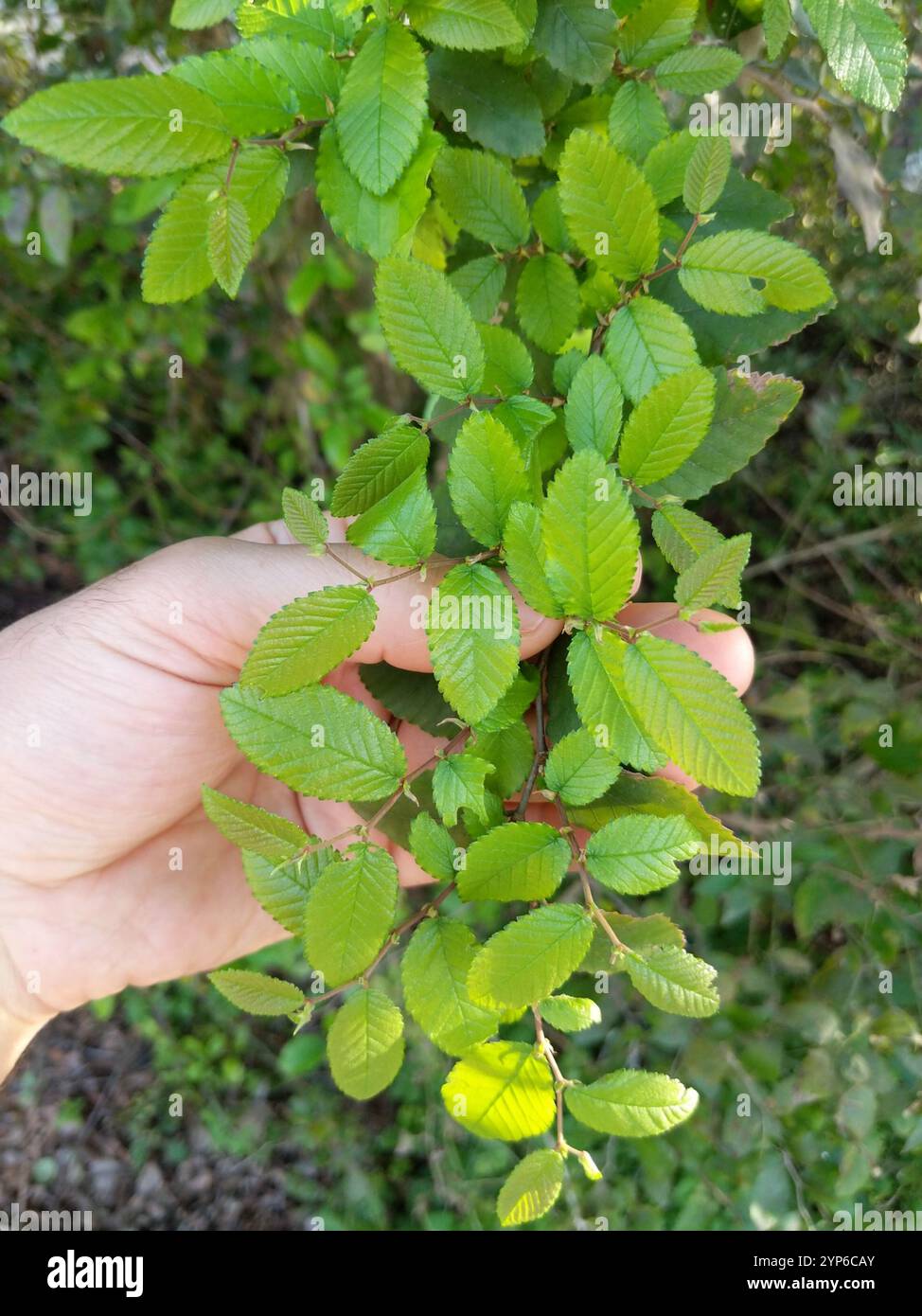 Cedar Elm (Ulmus crassifolia Stock Photo - Alamy