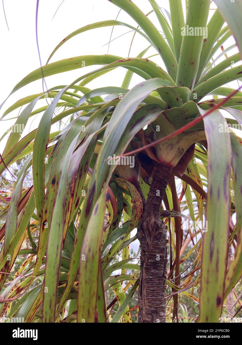 mountain neinei (Dracophyllum traversii Stock Photo - Alamy