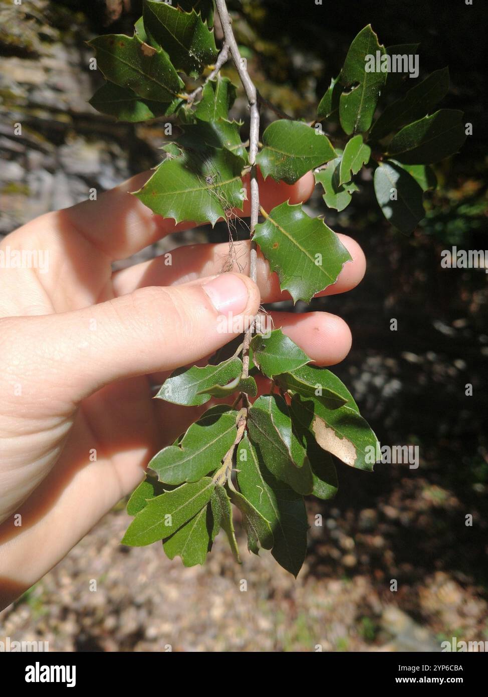 canyon live oak (Quercus chrysolepis Stock Photo - Alamy