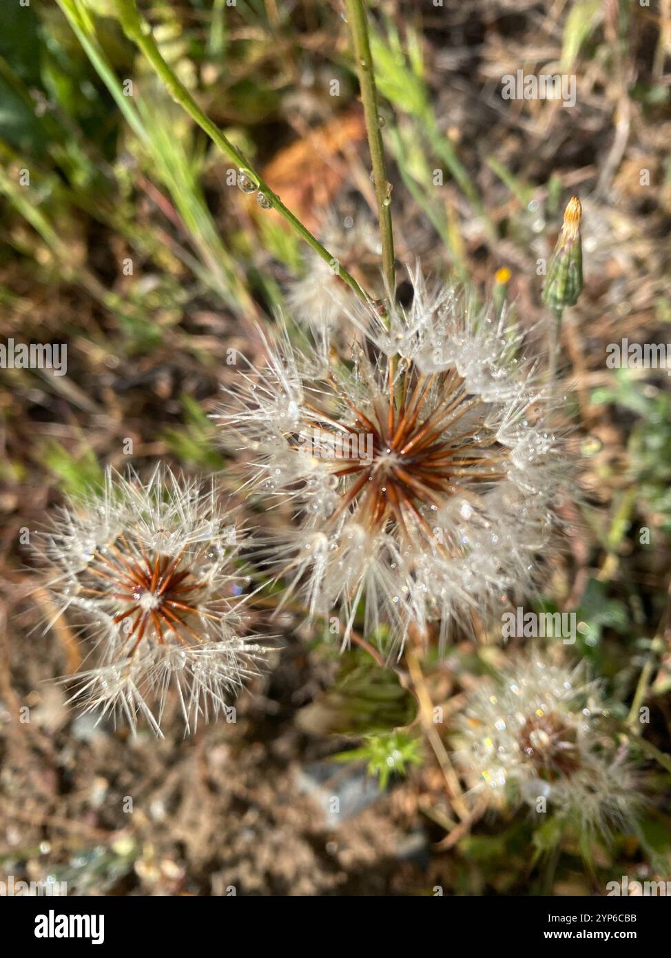 Smooth Cat's Ear (Hypochaeris glabra Stock Photo - Alamy