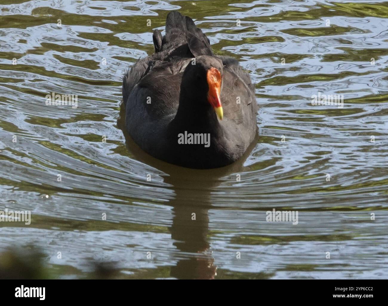 Australian Dusky Moorhen (Gallinula tenebrosa tenebrosa Stock Photo - Alamy