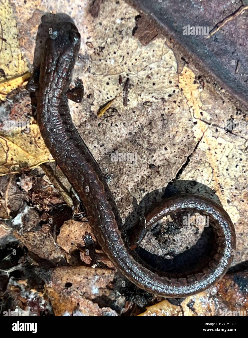 California Slender Salamander (Batrachoseps attenuatus Stock Photo - Alamy