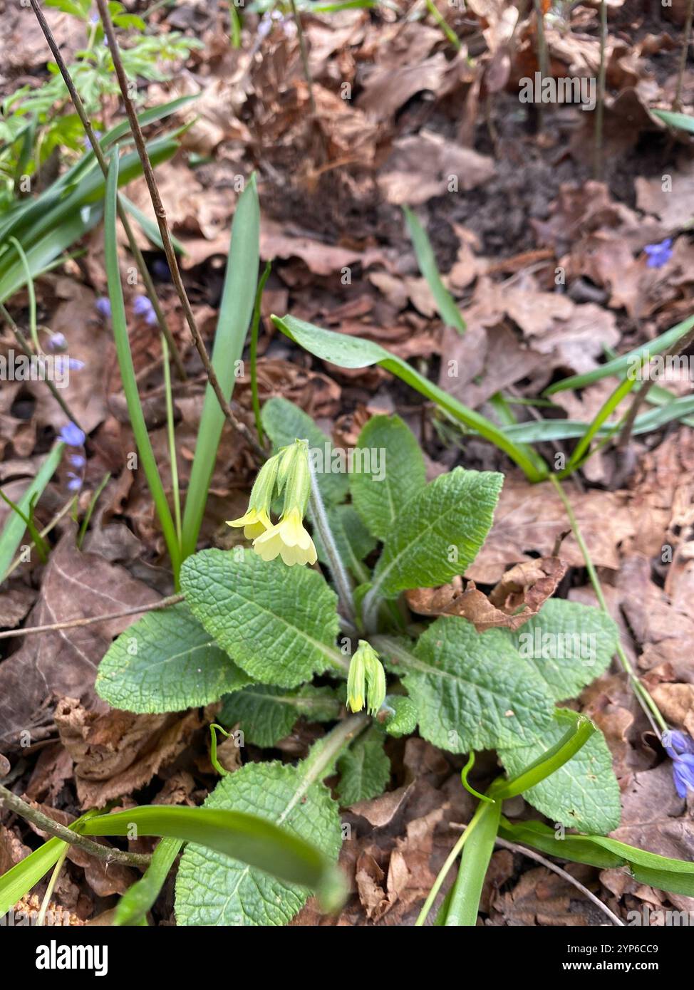 Oxlip (Primula elatior Stock Photo - Alamy