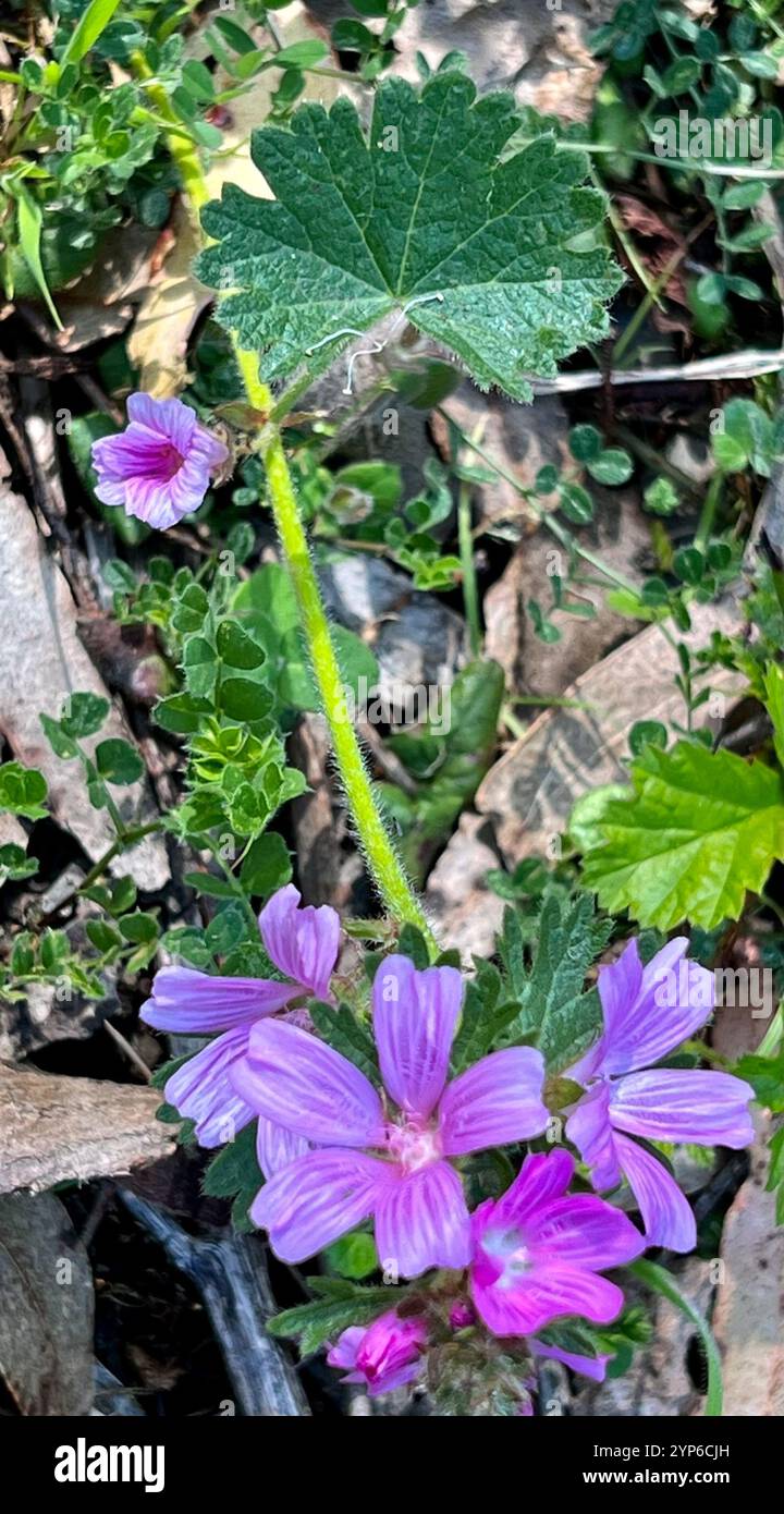 Sidalcea malviflora hi-res stock photography and images - Alamy