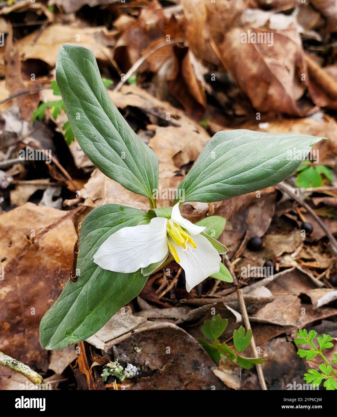 snow trillium (Trillium nivale Stock Photo - Alamy