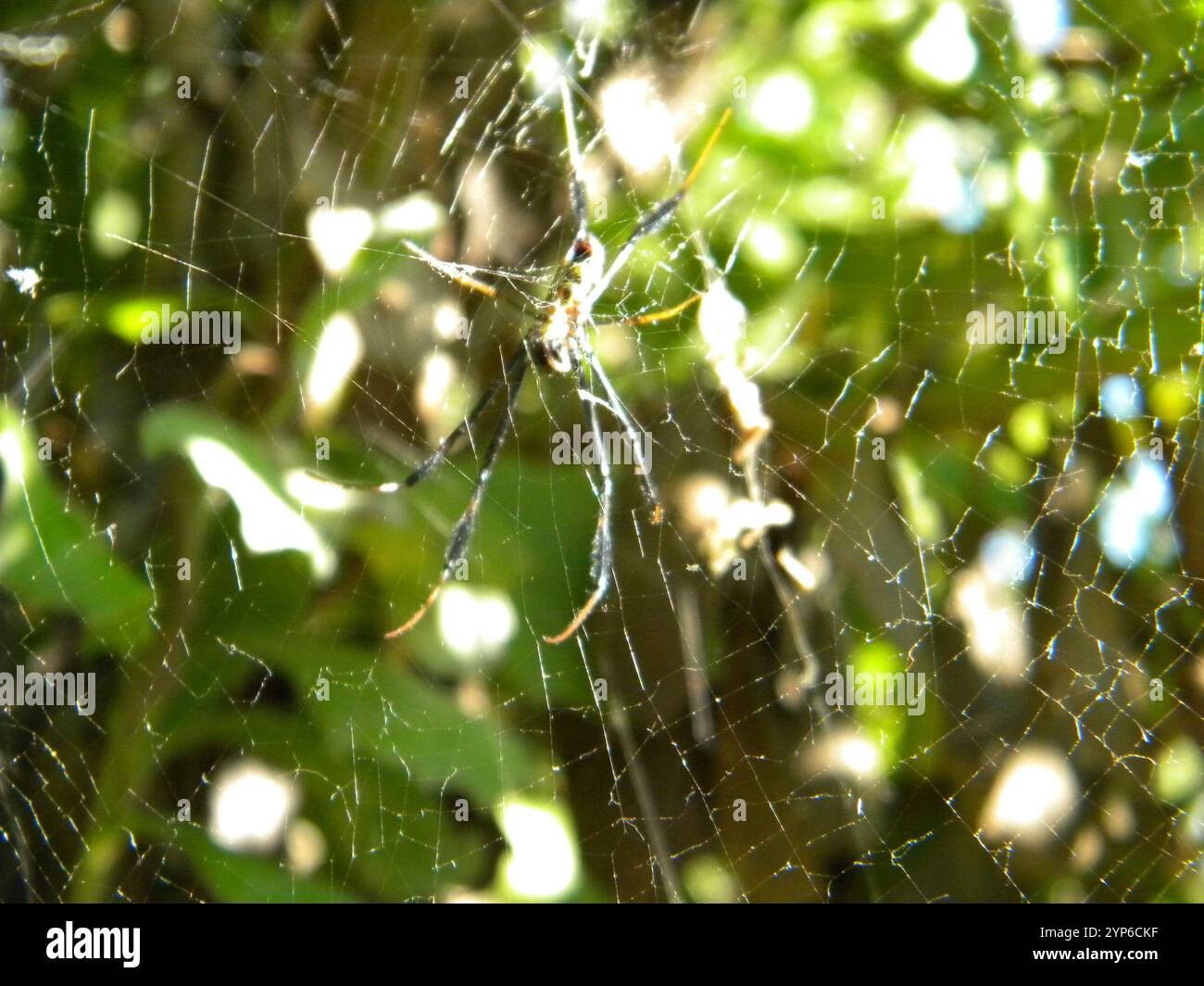 Hairy Golden Orb-weaving Spider (Trichonephila fenestrata Stock Photo ...