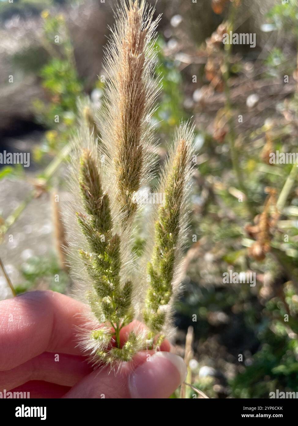 Polypogon monspeliensis hi-res stock photography and images - Alamy