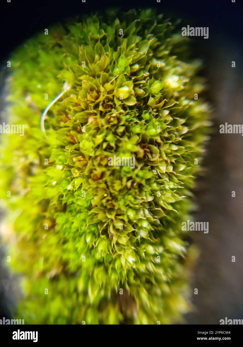 Capillary Thread-moss (Ptychostomum capillare Stock Photo - Alamy