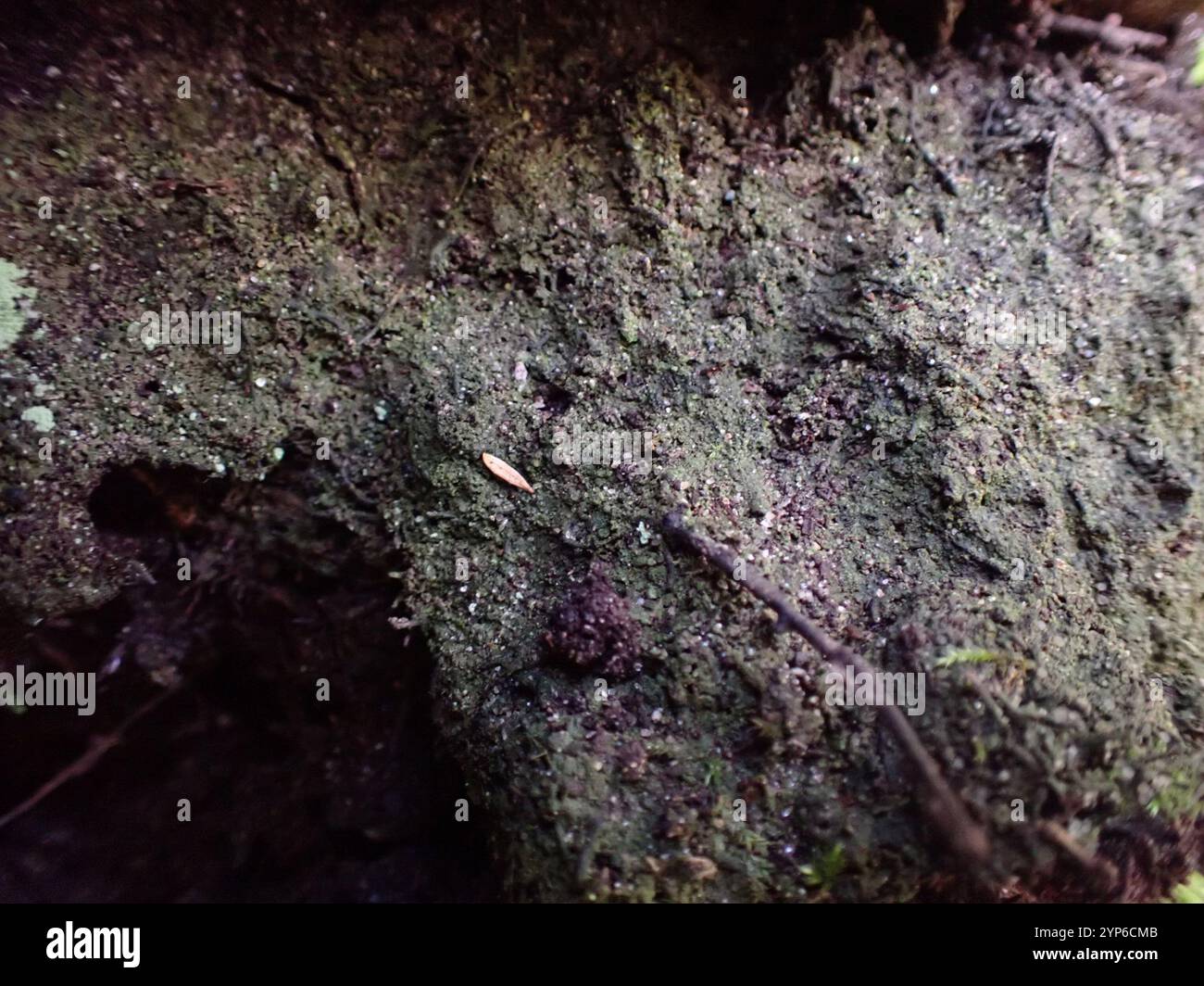 Pink Dimple Lichen (Coenogonium pineti Stock Photo - Alamy