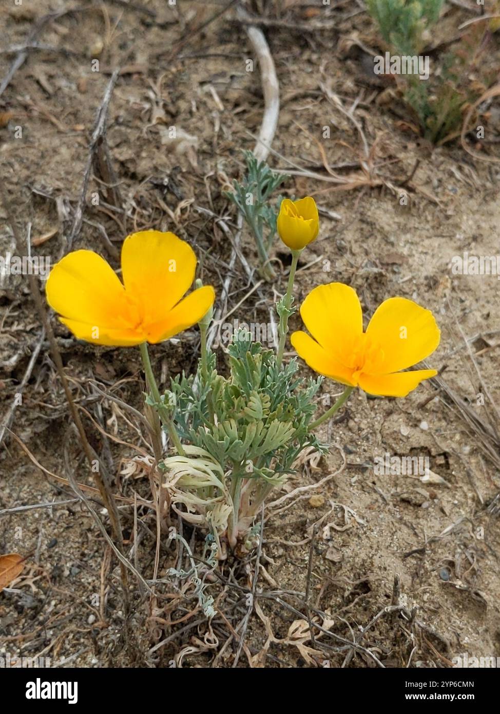 Desert Poppies (Eschscholzia Stock Photo - Alamy