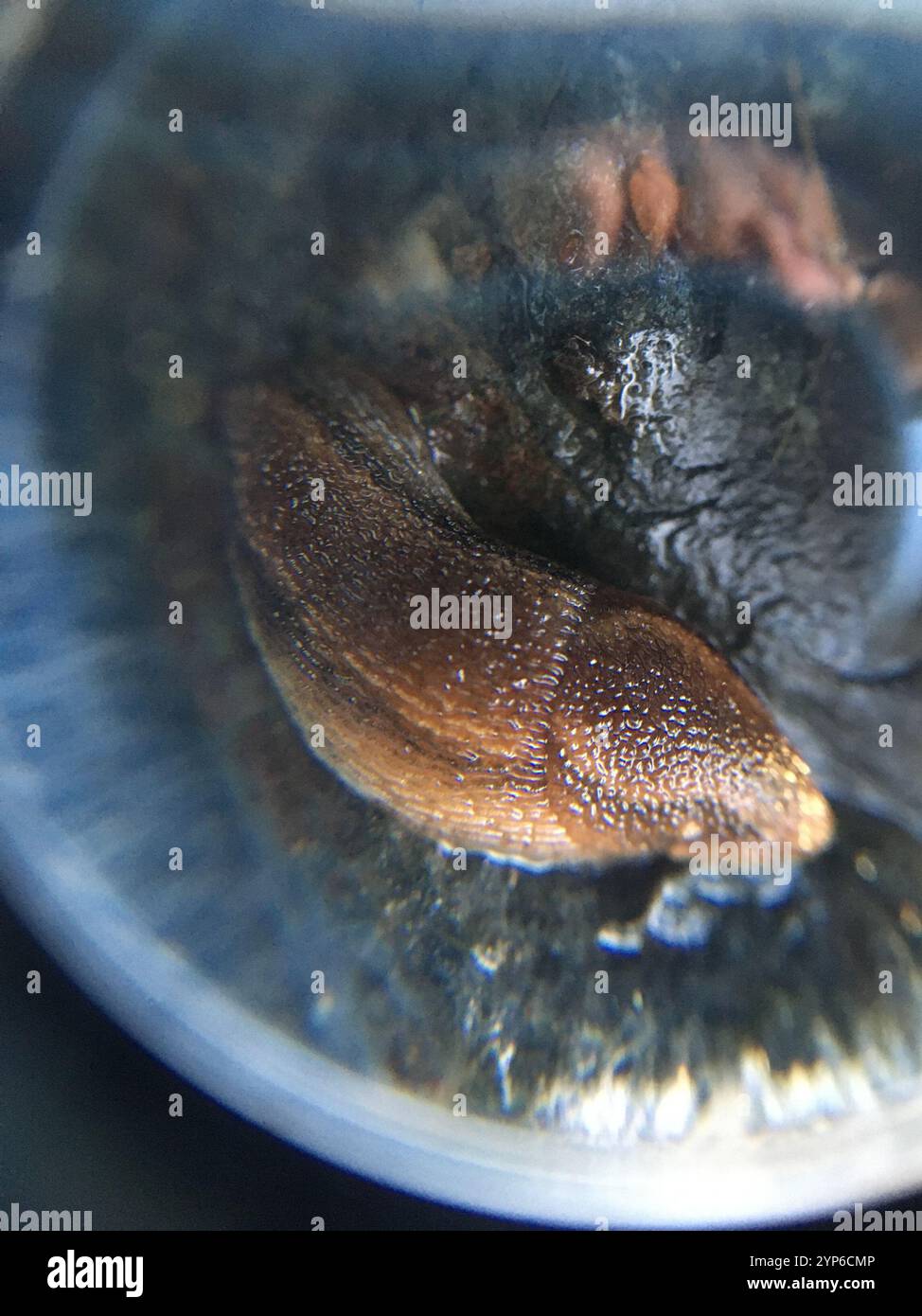 Western Dusky Slug (Arion subfuscus Stock Photo - Alamy