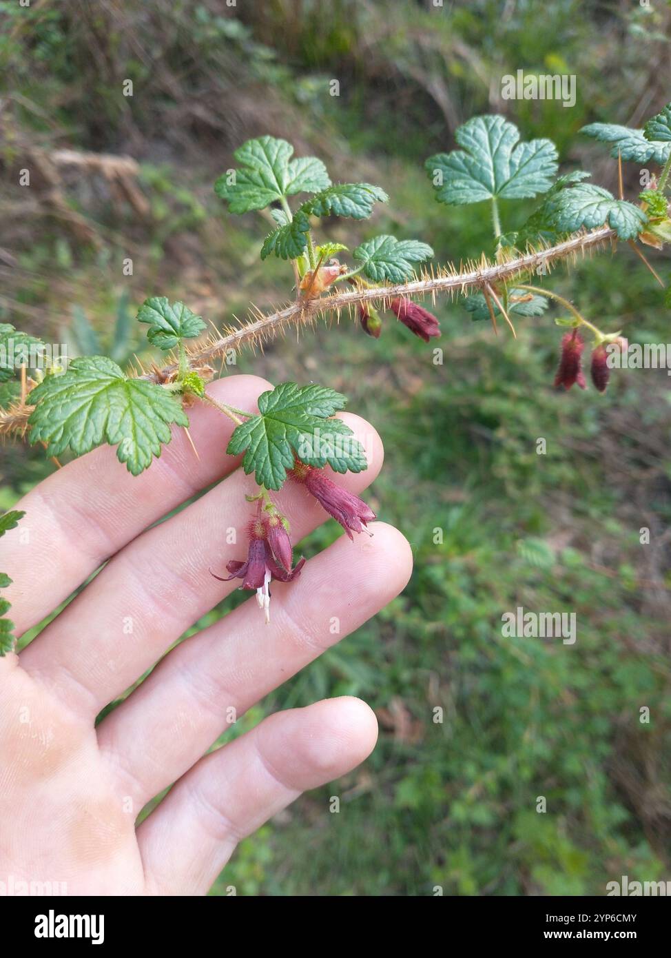 Gooseberry canyon hi-res stock photography and images - Alamy