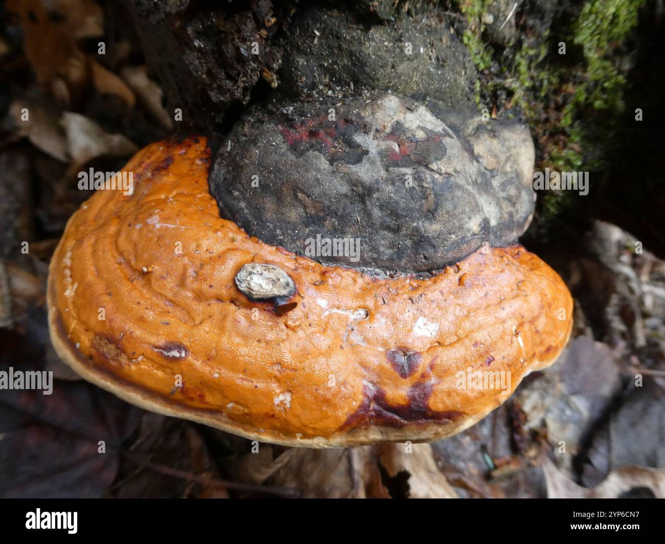Northern Red Belt (Fomitopsis mounceae Stock Photo - Alamy