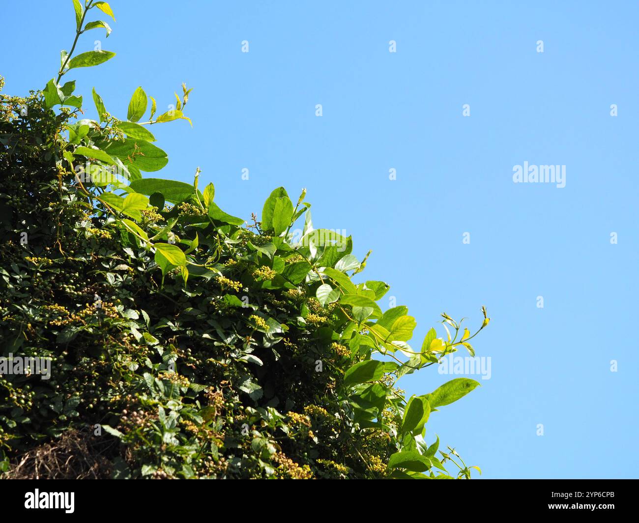 skunk vine (Paederia foetida Stock Photo - Alamy