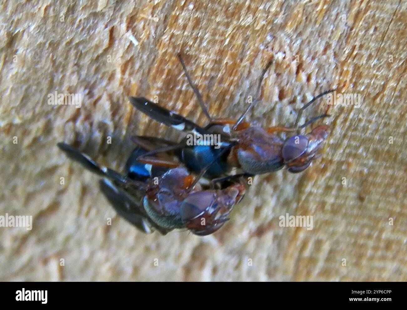 Common Picture-winged Fly (Delphinia picta Stock Photo - Alamy