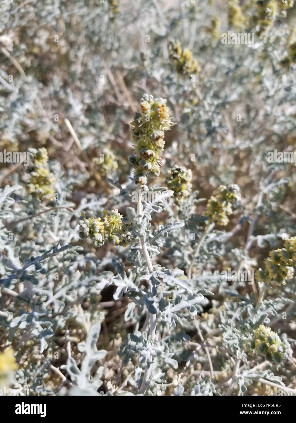 Burrobush (Ambrosia dumosa Stock Photo - Alamy