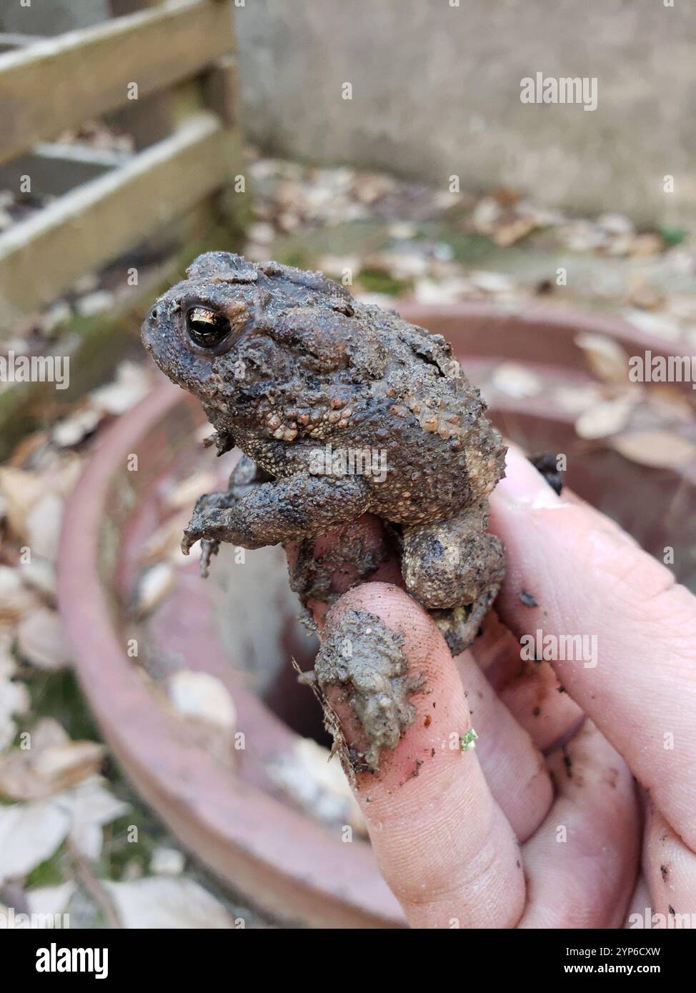 Fowler's Toad (Anaxyrus fowleri Stock Photo - Alamy