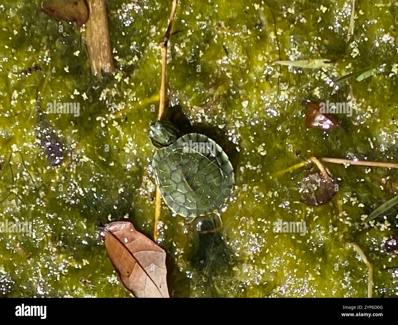 Pond Slider (Trachemys scripta Stock Photo - Alamy