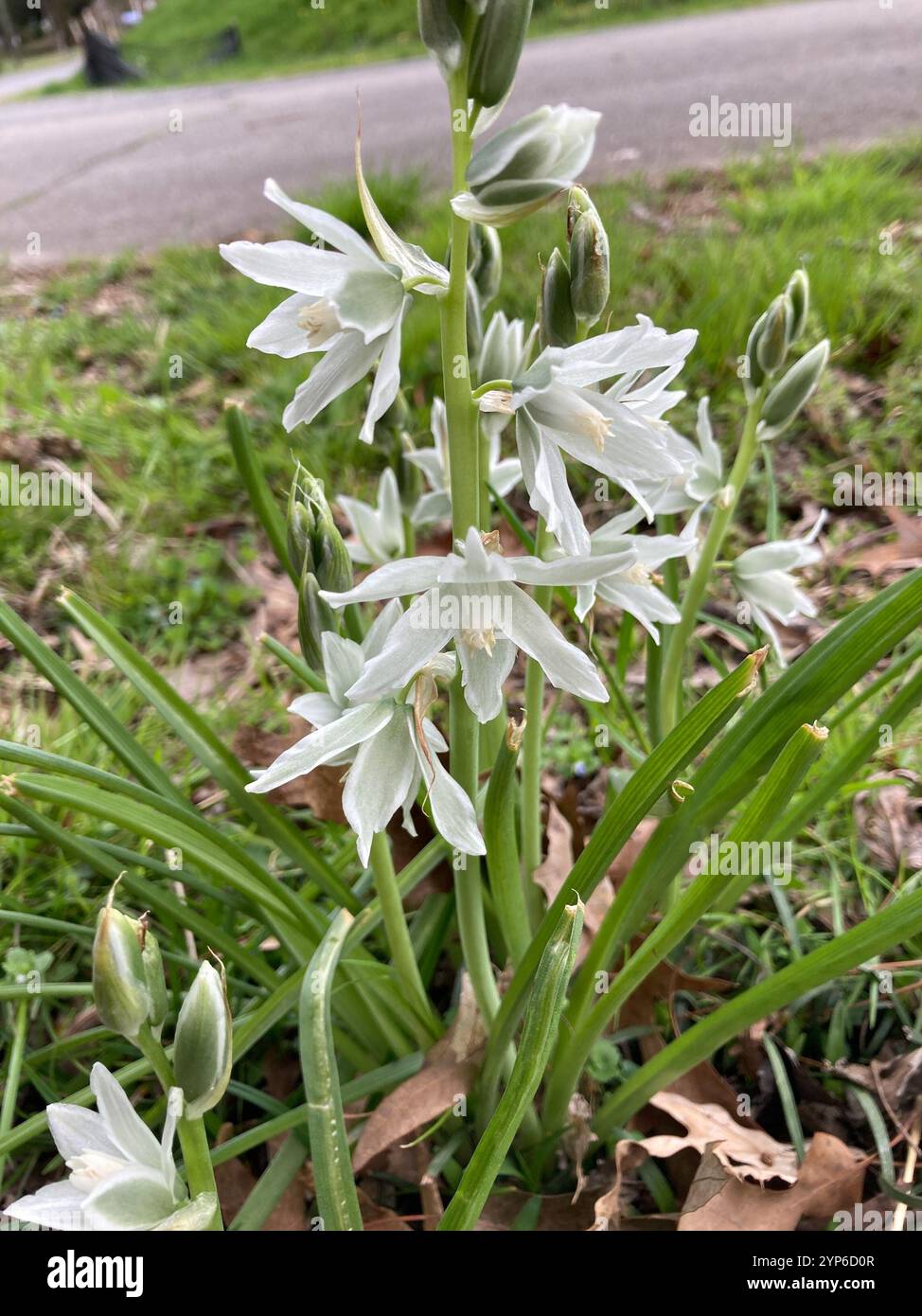 Drooping Star-of-Bethlehem (Ornithogalum nutans Stock Photo - Alamy