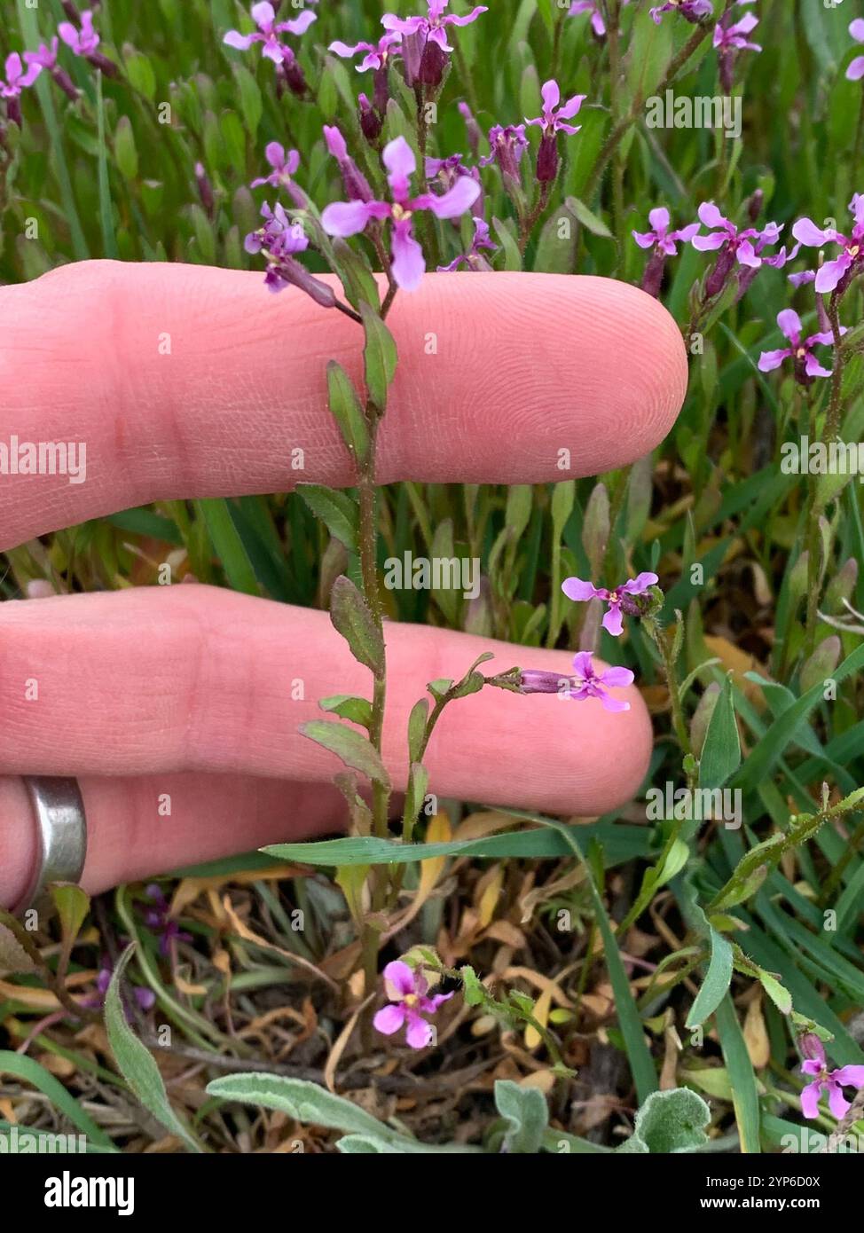 crossflower (Chorispora tenella Stock Photo - Alamy