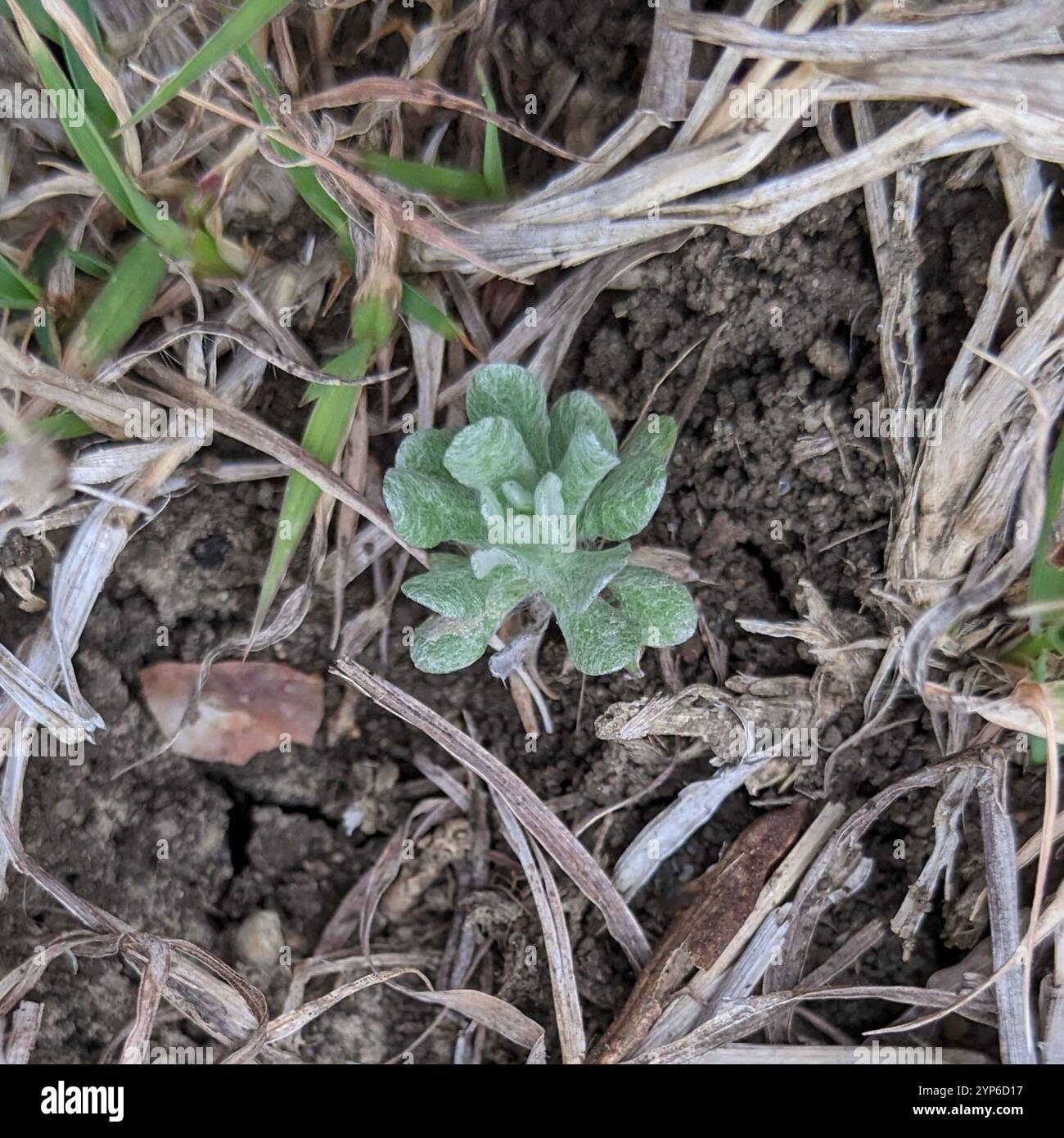 rabbit tobacco (Diaperia Stock Photo - Alamy