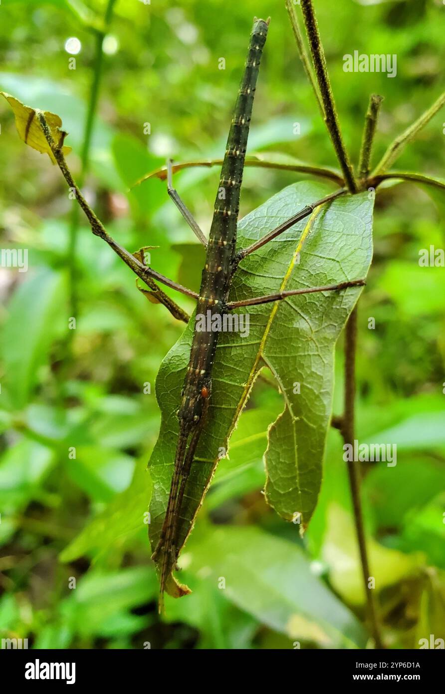 Southern Two-striped Walkingstick (Anisomorpha buprestoides Stock Photo ...