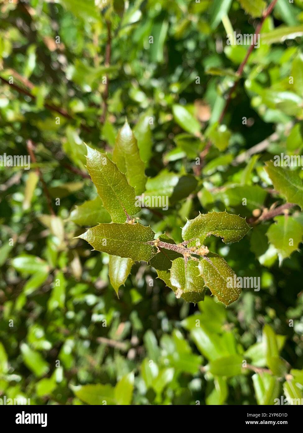Quercus wislizeni hi-res stock photography and images - Alamy