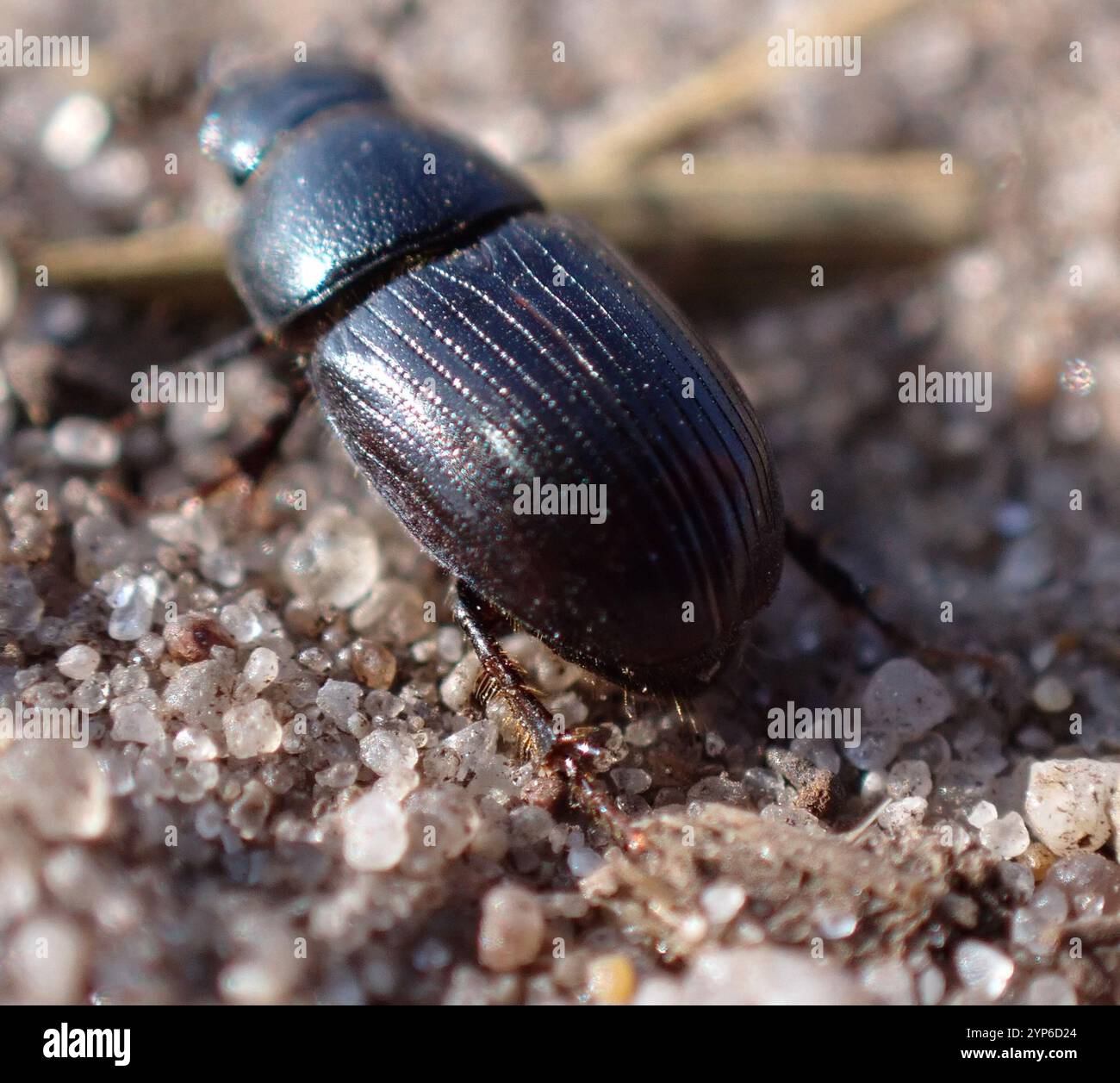 Small Dung Beetles (Aphodiinae Stock Photo - Alamy