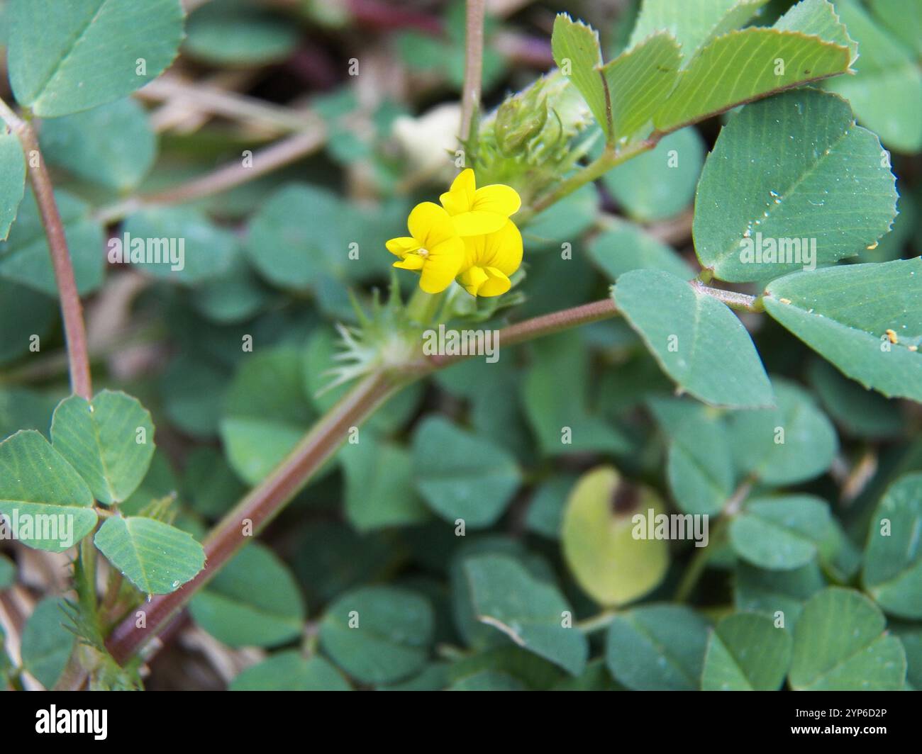 bur clover (Medicago polymorpha Stock Photo - Alamy