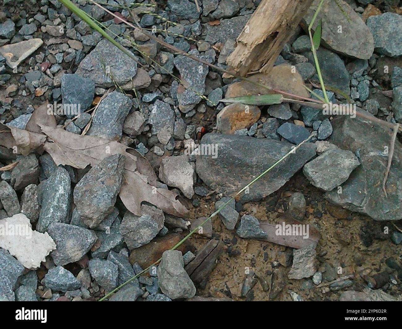 Cardinal Jumping Spider (Phidippus cardinalis Stock Photo - Alamy