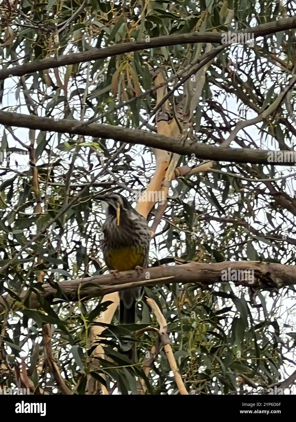 Tasmanian Yellow Wattlebird (Anthochaera paradoxa paradoxa Stock Photo ...