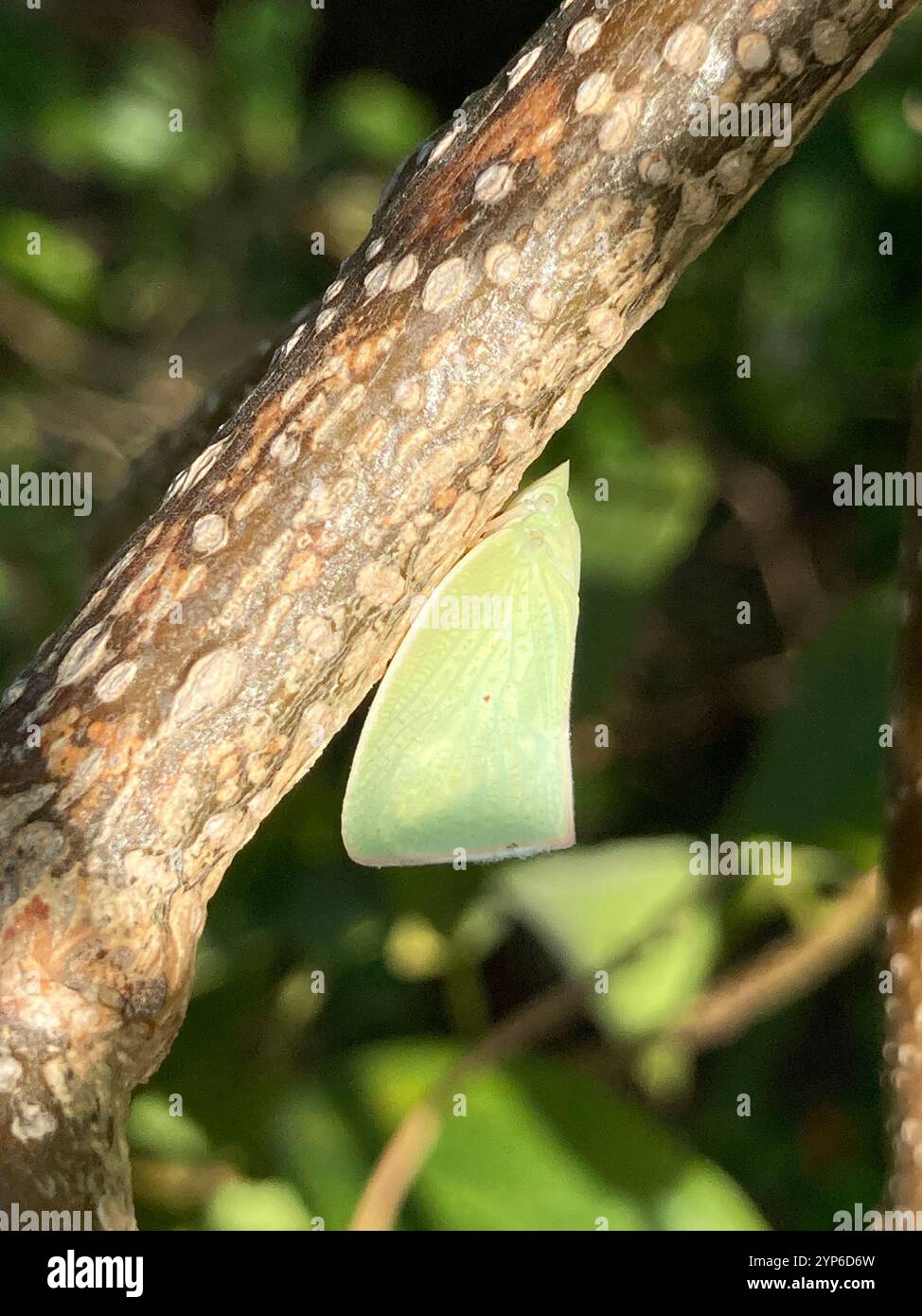 True Hoppers (Auchenorrhyncha Stock Photo - Alamy
