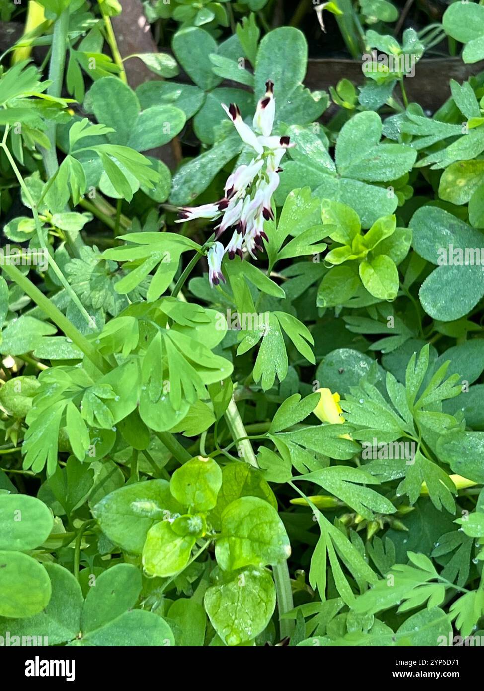 white ramping-fumitory (Fumaria capreolata Stock Photo - Alamy
