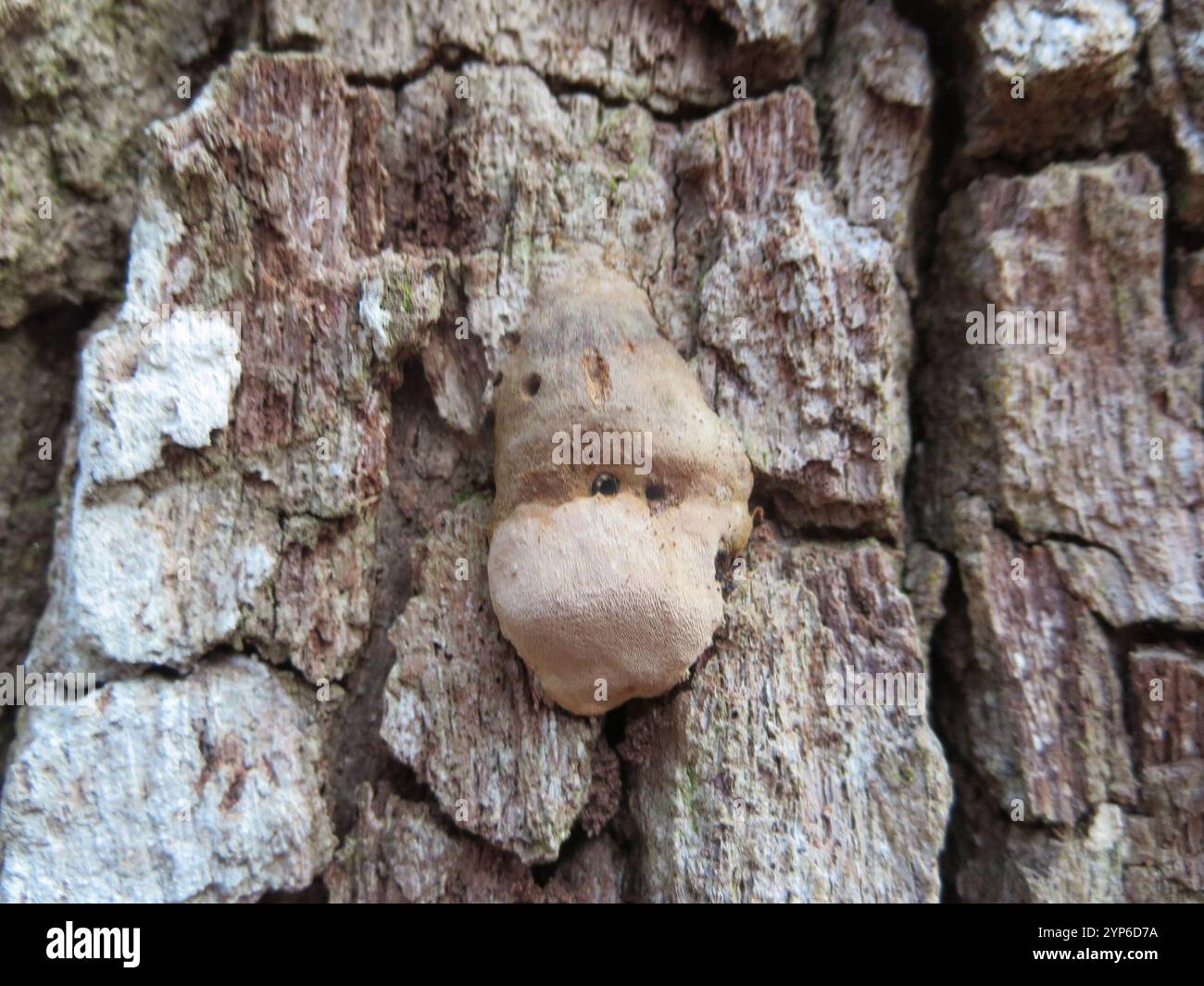 bracket polypores (Fomitopsidaceae Stock Photo - Alamy