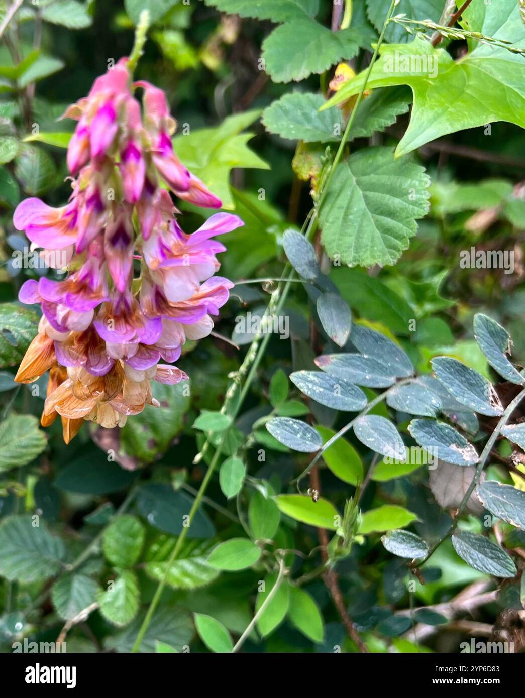 Pacific pea (Lathyrus vestitus Stock Photo - Alamy