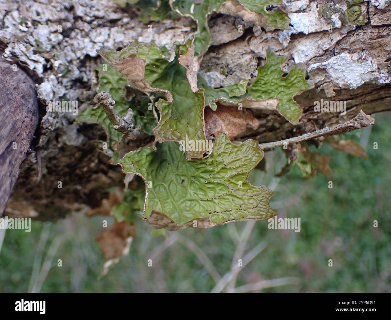 Tree Lungwort (Lobaria pulmonaria Stock Photo - Alamy
