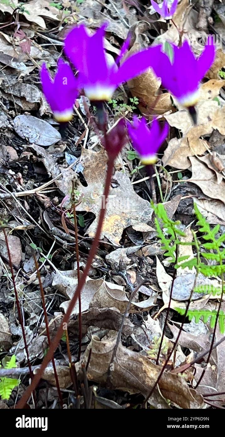 Henderson's shooting star (Primula hendersonii Stock Photo - Alamy