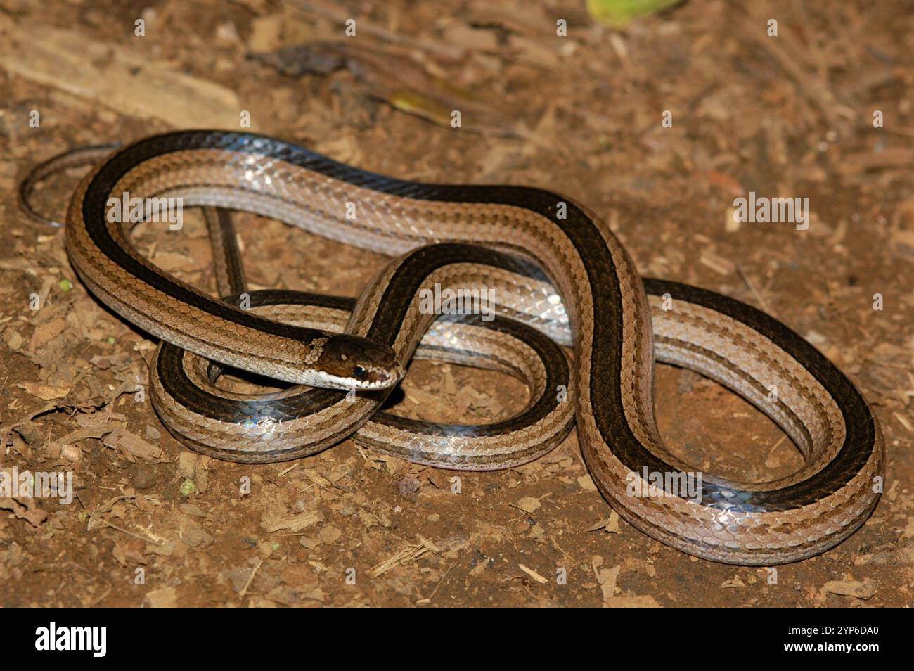 Gold collared snake hi-res stock photography and images - Alamy